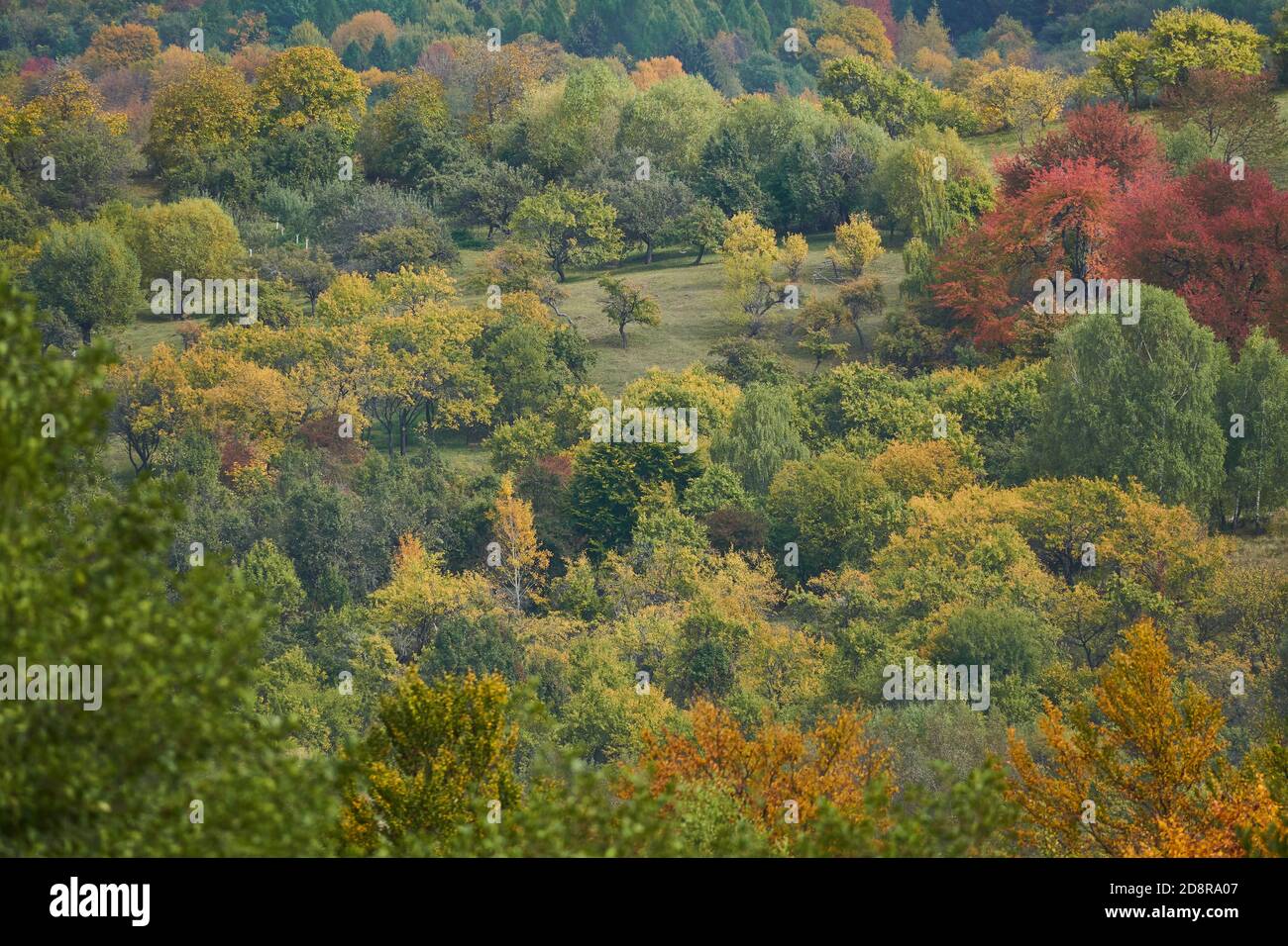 colorful fall foliage with trees changing colors Stock Photo - Alamy