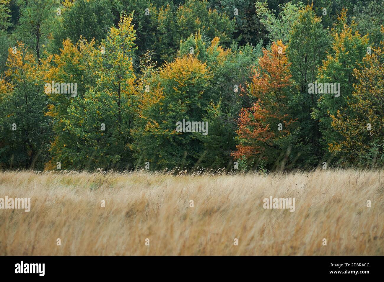 colorful fall foliage with trees changing colors Stock Photo - Alamy