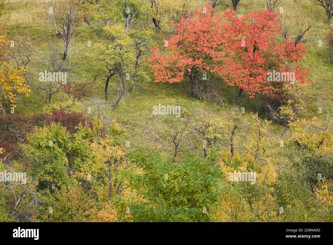 colorful fall foliage with trees changing colors Stock Photo - Alamy