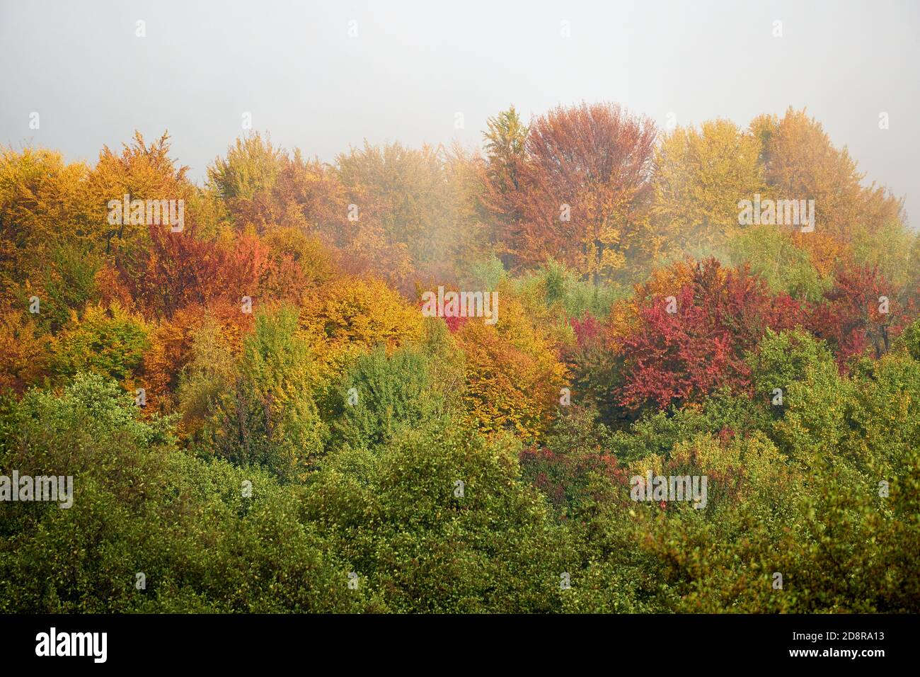 colorful fall foliage with trees changing colors Stock Photo - Alamy