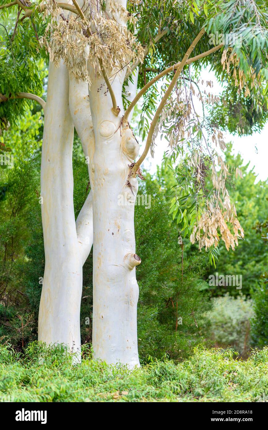 Green Gum Tree