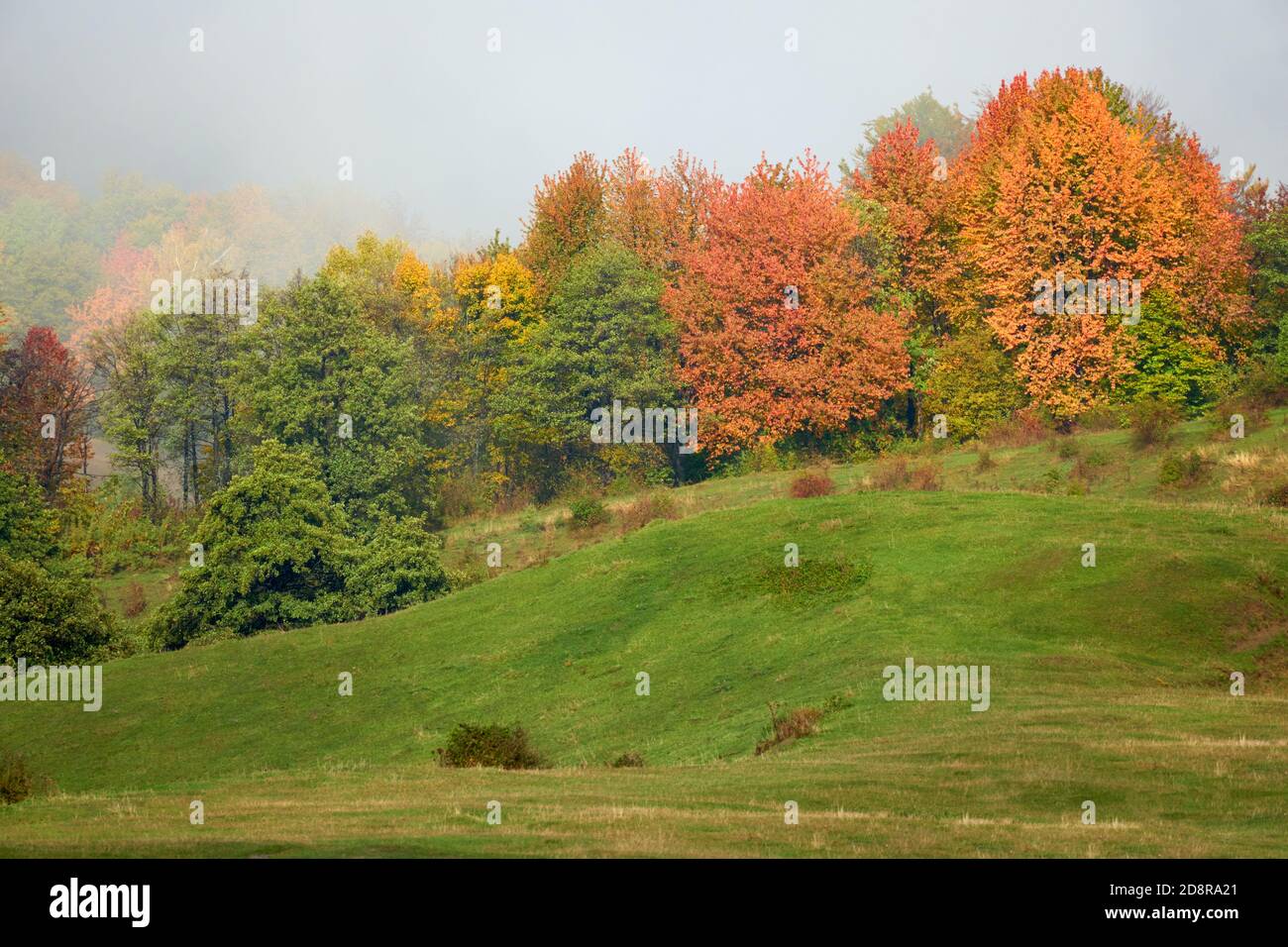 colorful fall foliage with trees changing colors Stock Photo - Alamy