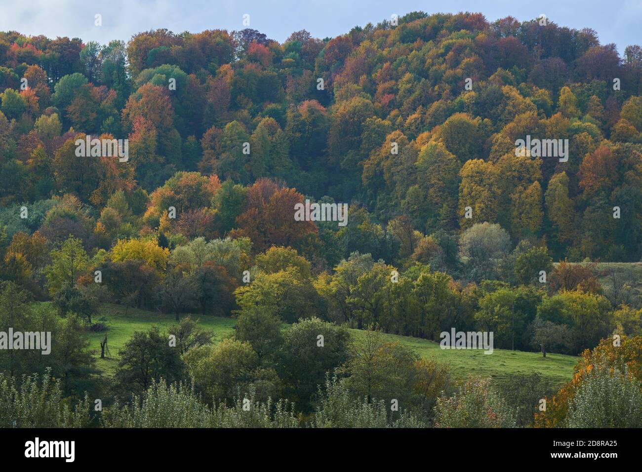 colorful fall foliage with trees changing colors Stock Photo - Alamy