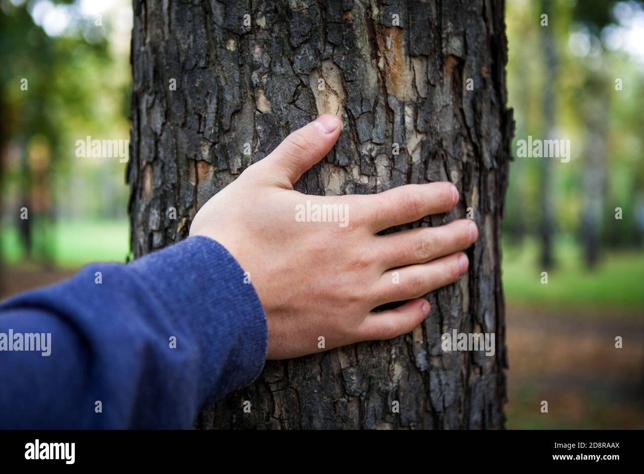 Hand on the Trunk of the Tree in the Forest closeup Stock Photo - Alamy