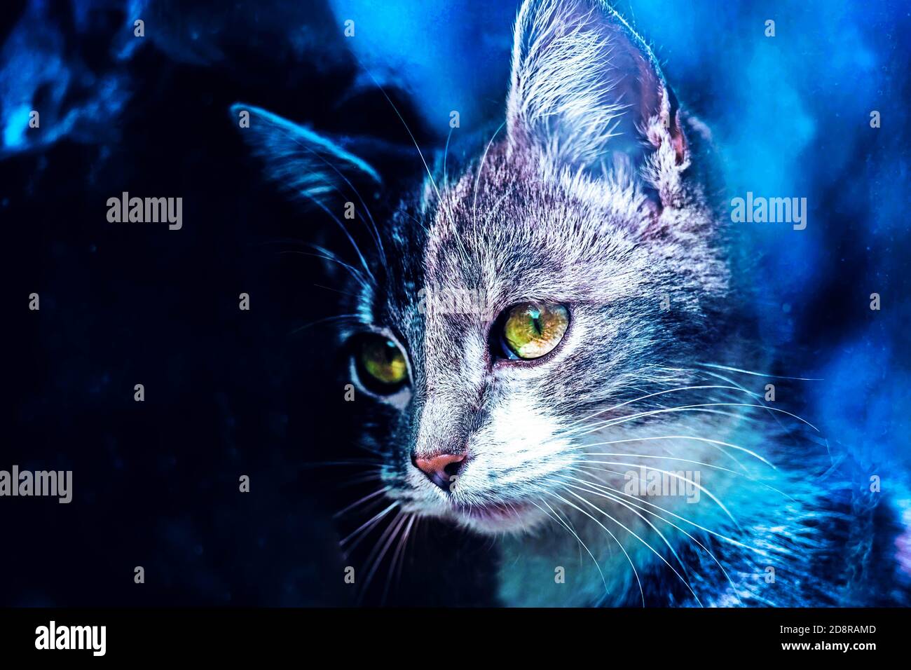 Awesome portrait of ash cat in blue outer space Stock Photo - Alamy