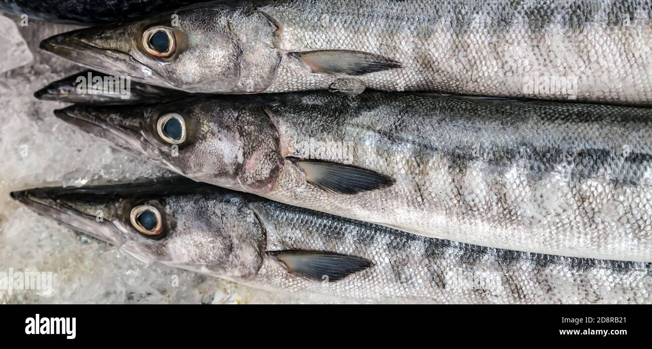 Fresh barracuda fish market hi-res stock photography and images - Alamy