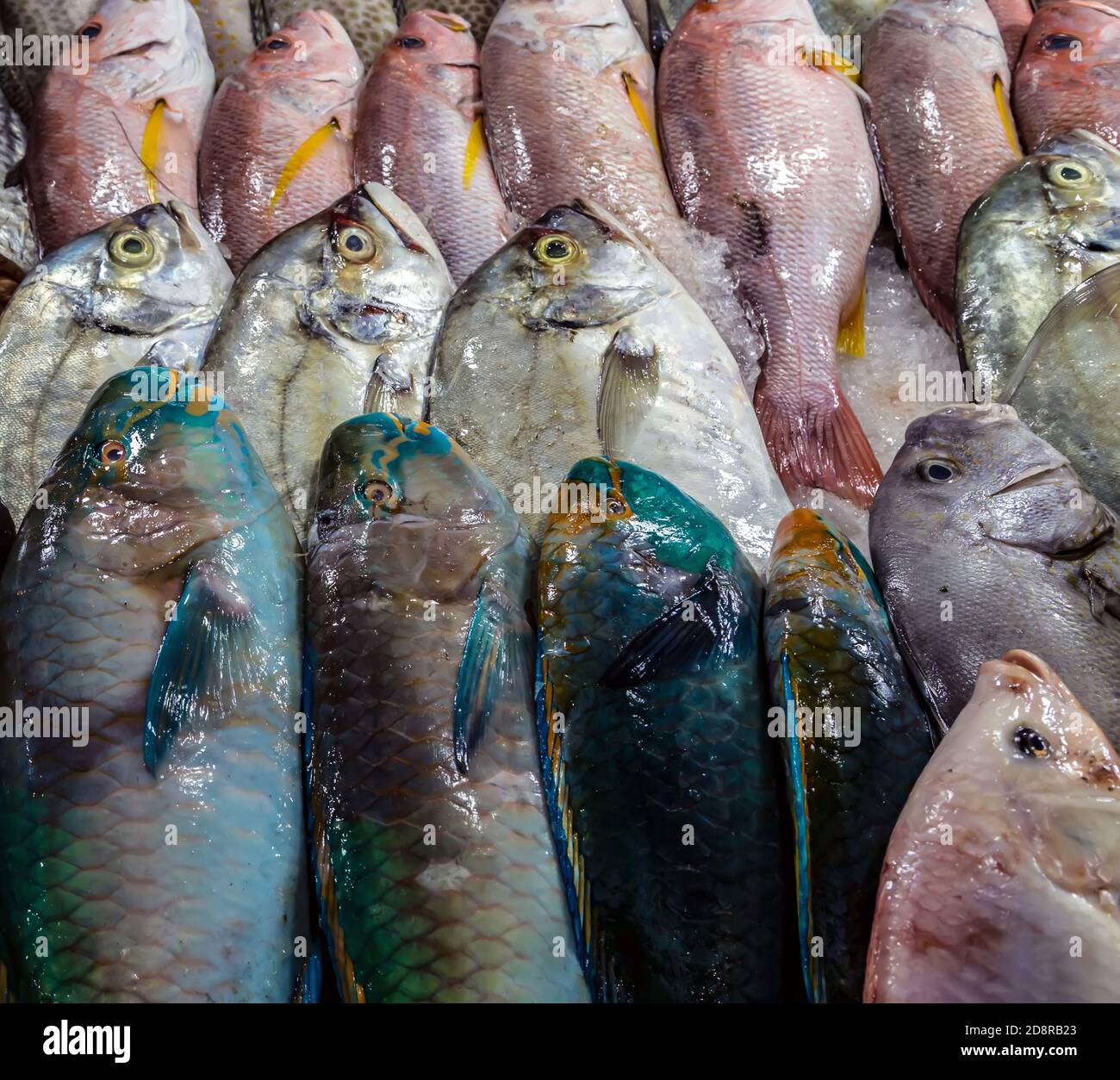 Fresh catch raw fish close-up seafood showcase ice top view Stock Photo ...