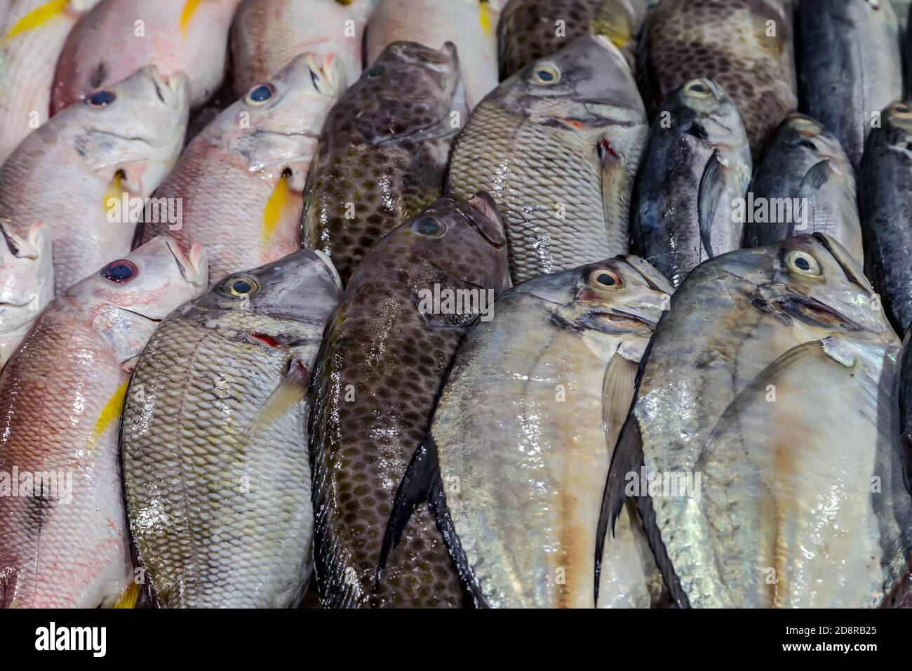 Dorado raw fish tuna close-up seafood showcase ice tilapia top view ...