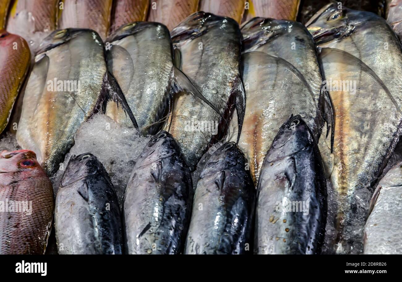 Fresh seafood display tropical raw fish collection catch on Display at ...