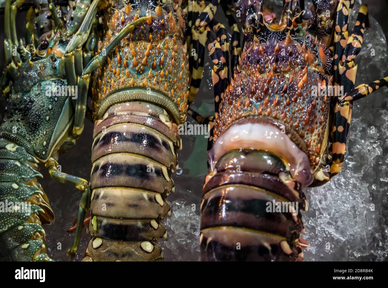 Raw lobster display seafood top view Stock Photo - Alamy