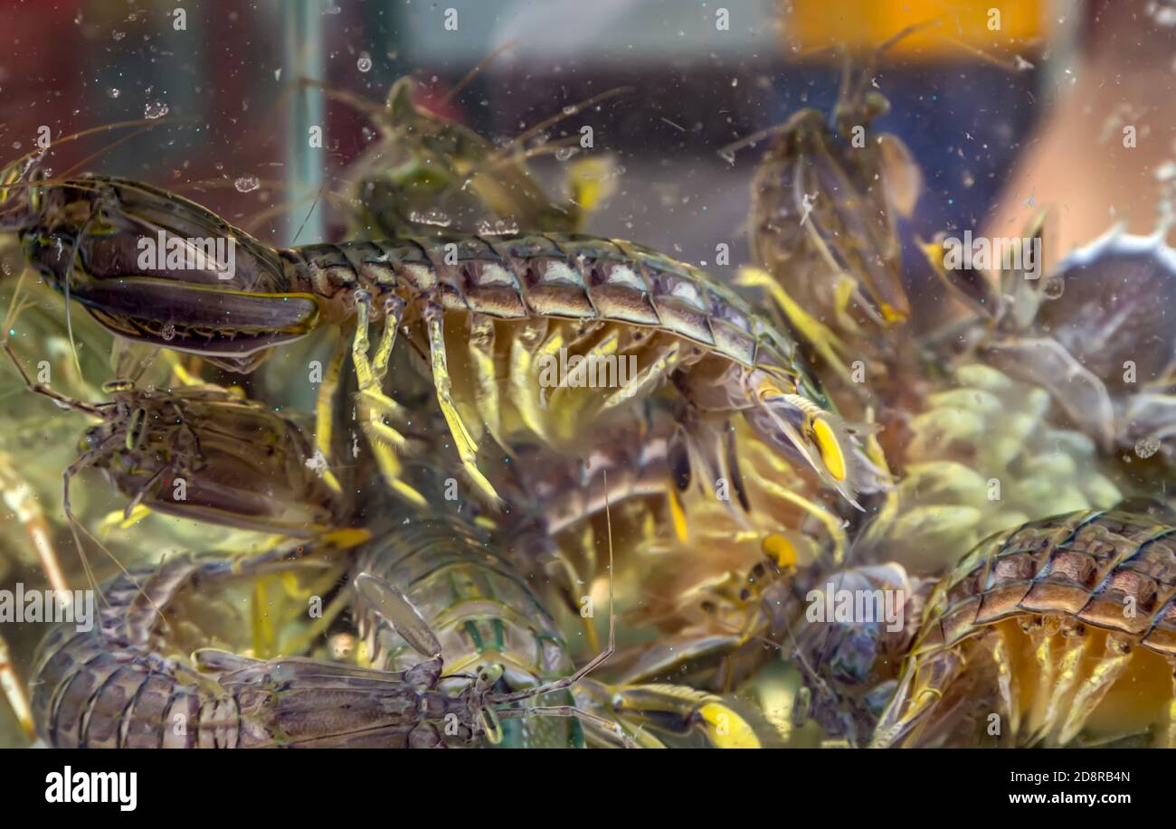 Mantis Shrimp swimming underwater glass aquarium tank for sale at ...