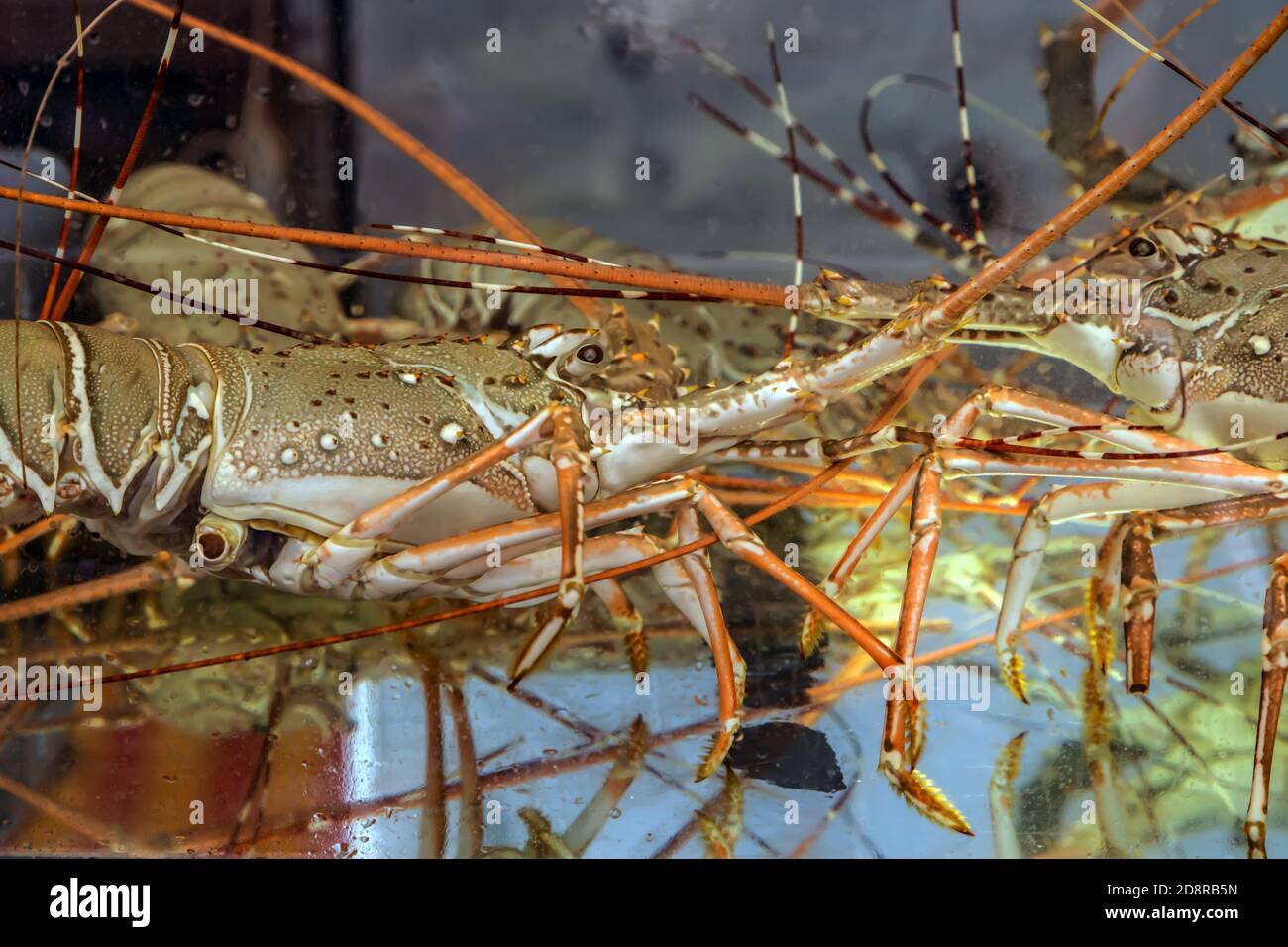 Raw lobster swimming underwater glass aquarium tank for sale at seafood ...