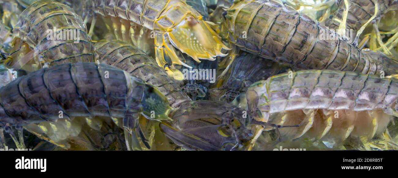 Mantis Shrimp marine swimming underwater glass aquarium tank for sale ...