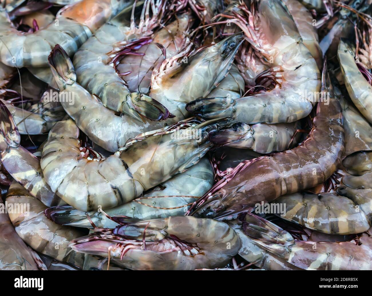 Greasyback Shrimp display seafood top view Stock Photo - Alamy