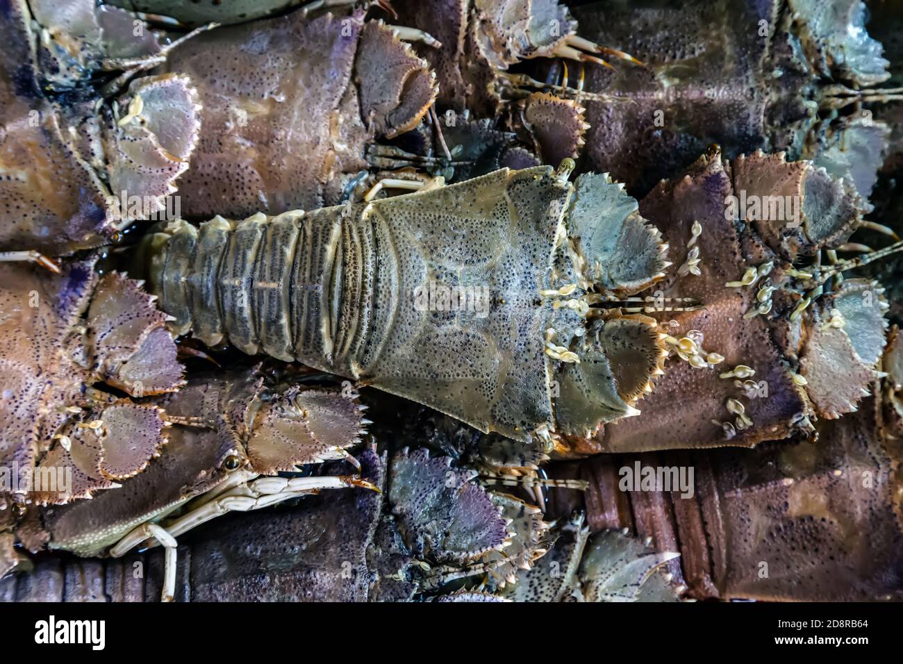 Green Raw Moreton Bay Bugs Large display seafood market top view Stock ...