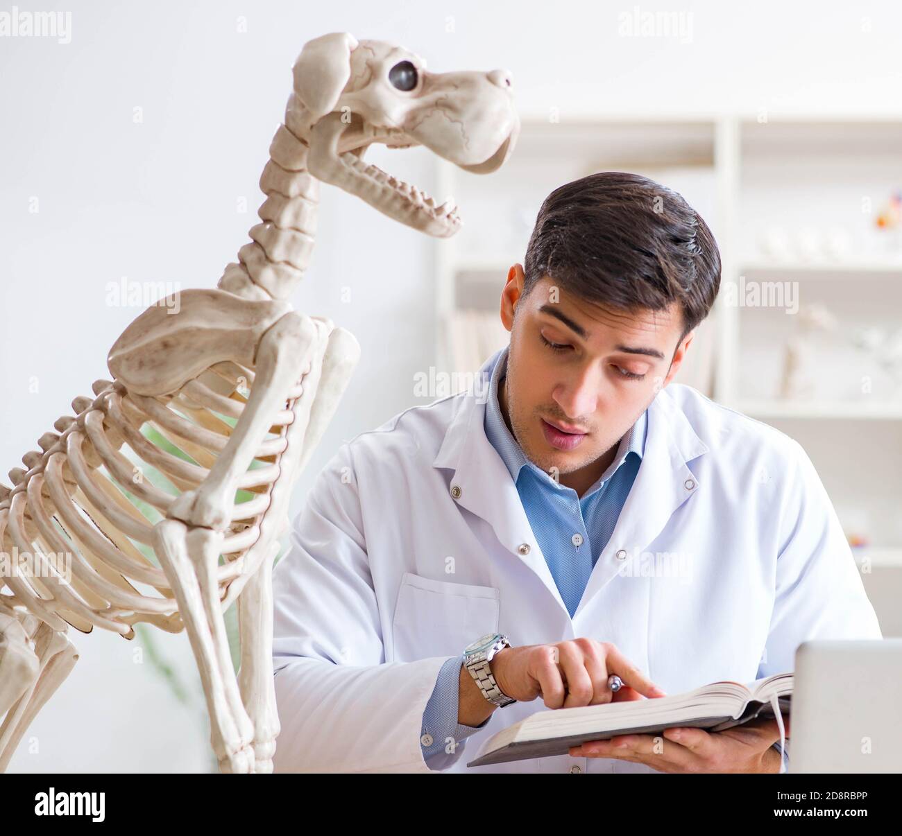 The doctor vet practicing on dog skeleton Stock Photo - Alamy