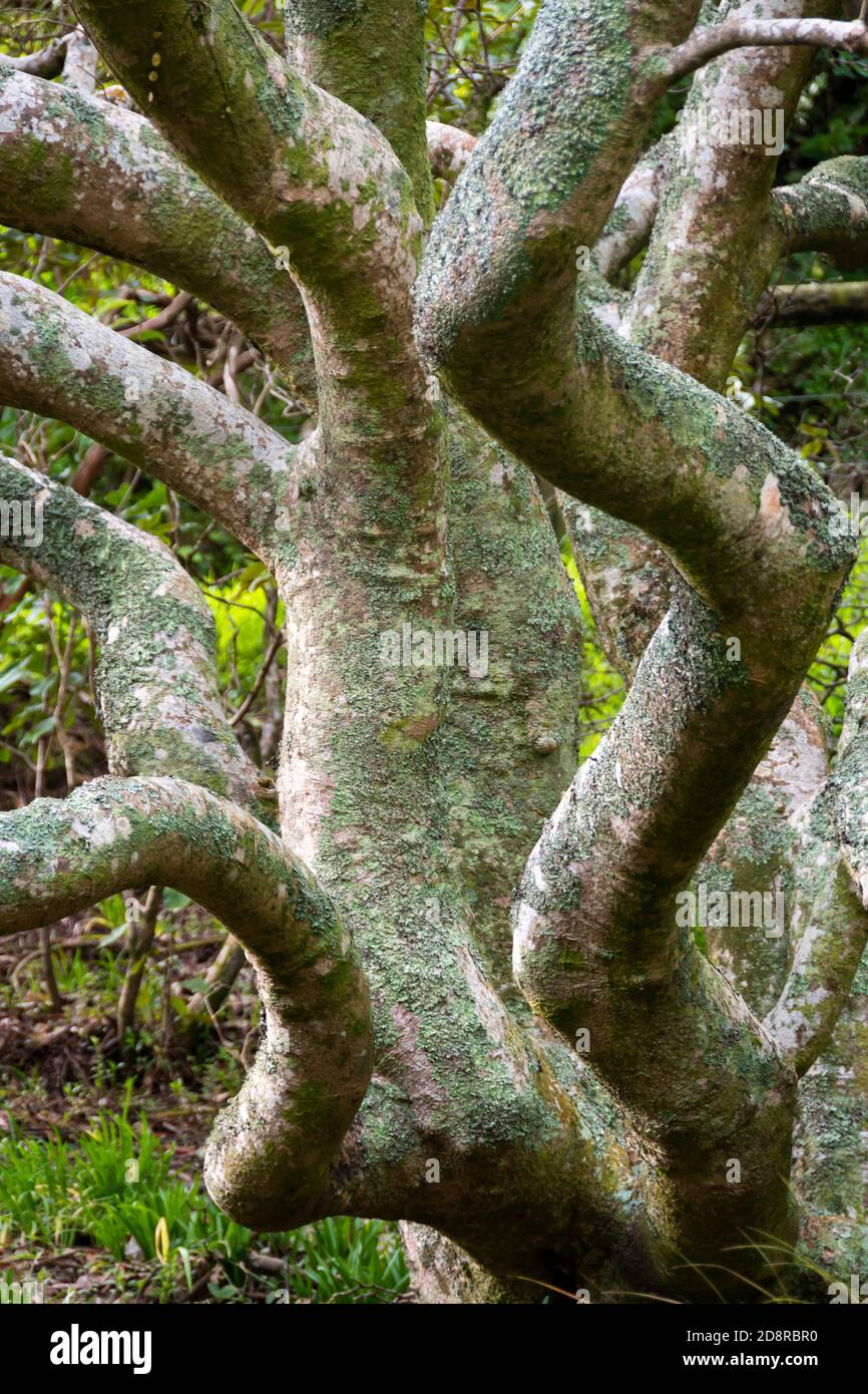 Twisted tree trunk hi-res stock photography and images - Alamy