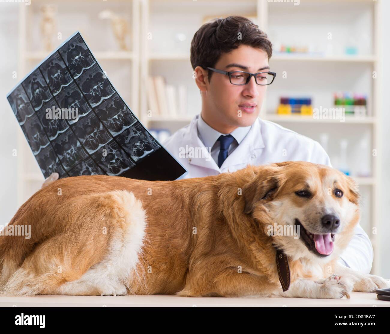 The doctor examining golden retriever dog in vet clinic Stock Photo - Alamy