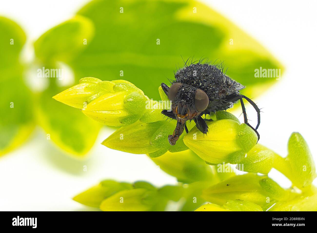 Insect drinks hi-res stock photography and images - Alamy