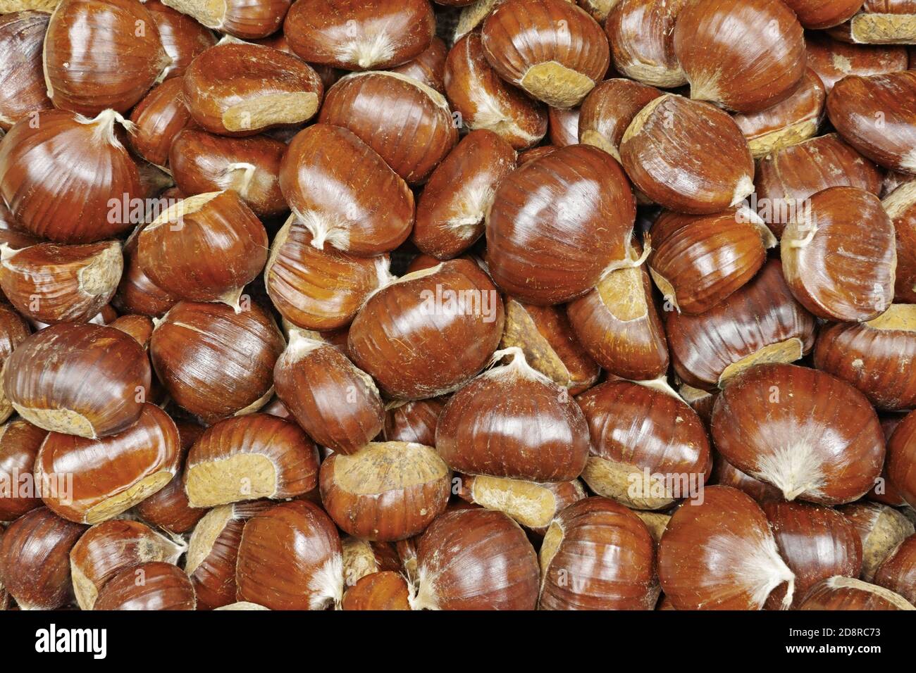 many sweet chestnut fruits ready for consumption Stock Photo - Alamy
