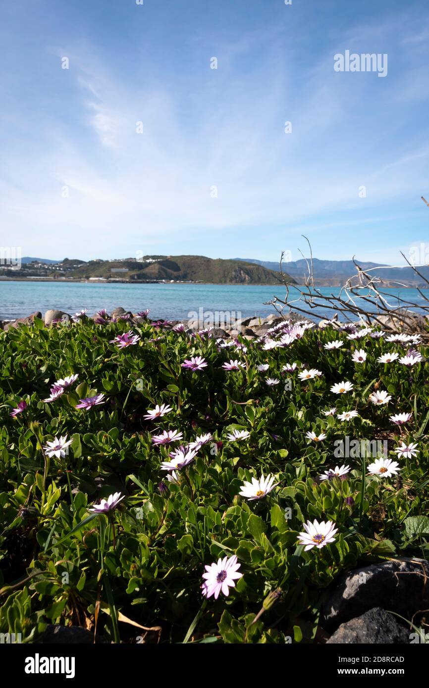 Lyall bay new zealand hi-res stock photography and images - Alamy