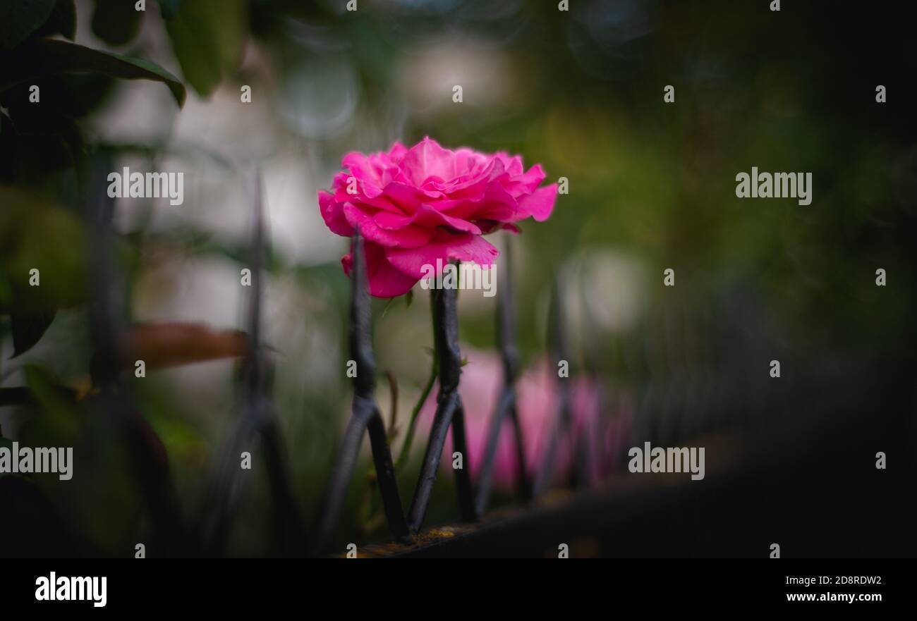 Fence spike hi-res stock photography and images - Alamy