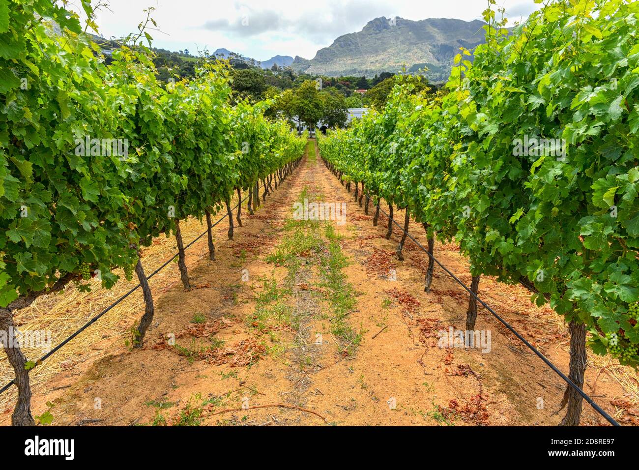Winelands & Grapes Farms in Western Cape, South Africa are among mostly ...