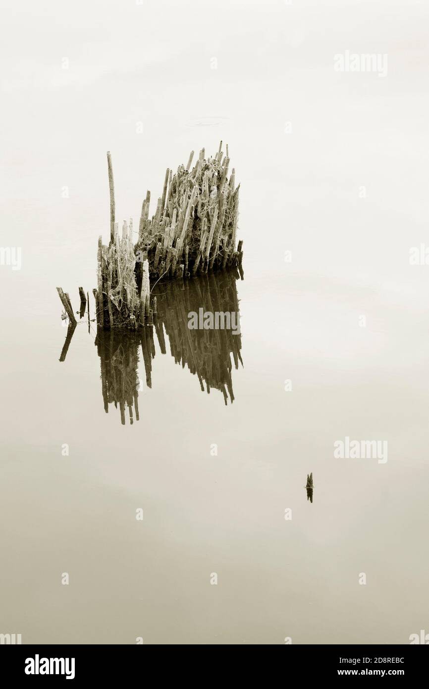 Dead stem hi-res stock photography and images - Alamy