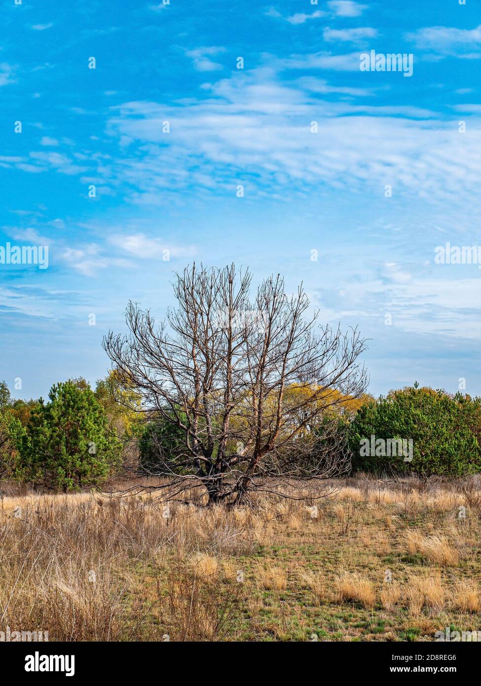 Alone tree without leaves hi-res stock photography and images - Alamy