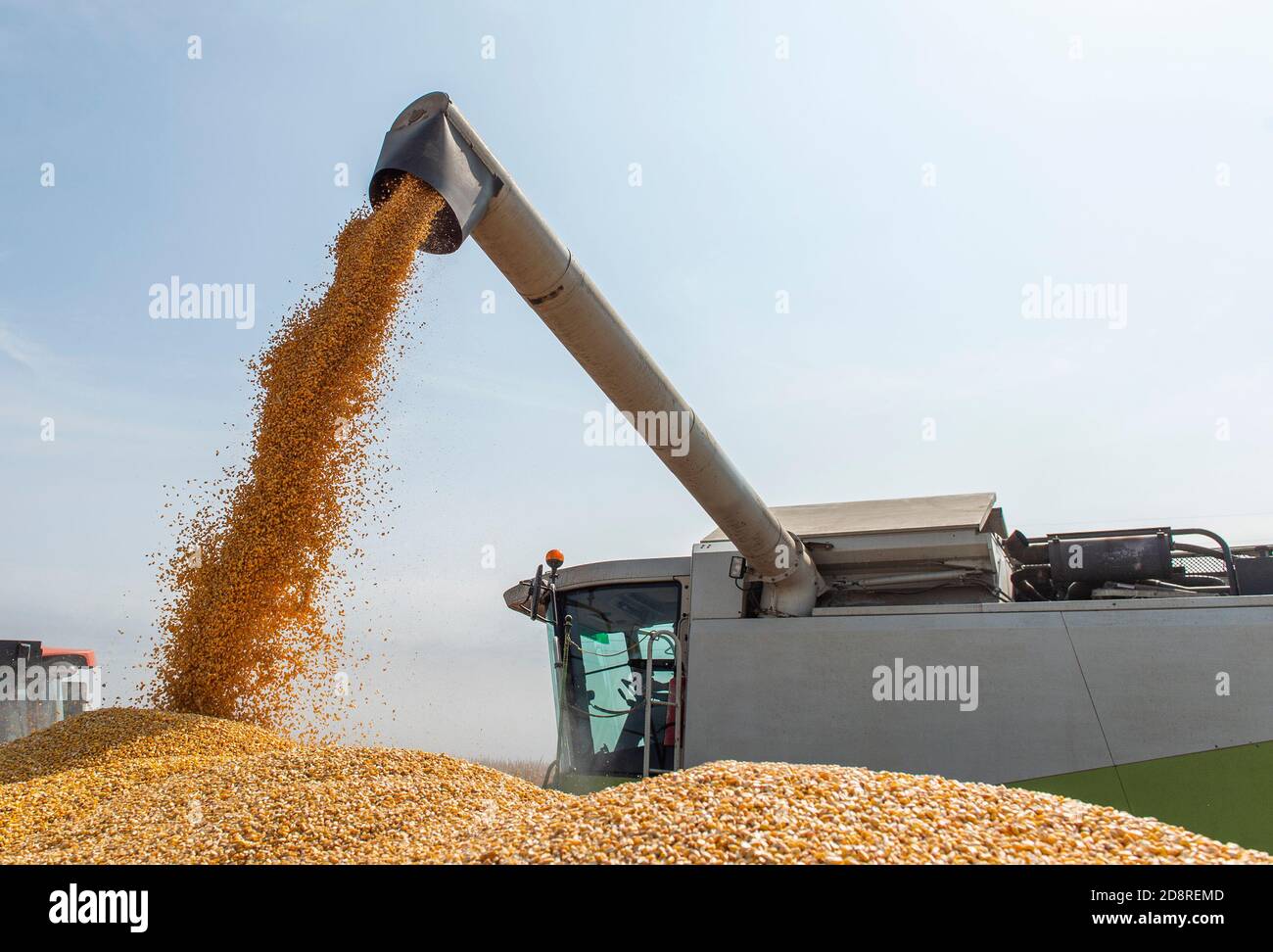 Grain auger of combine pouring corn into tractor trailer Stock Photo ...
