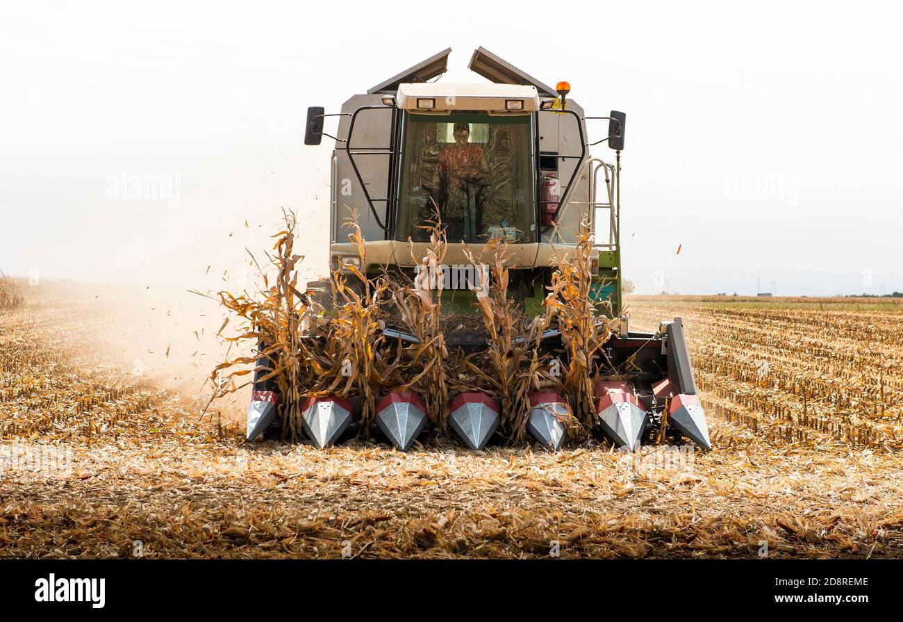 Combine Operator Harvesting Corn on the Field in Sunny Day Stock Photo ...