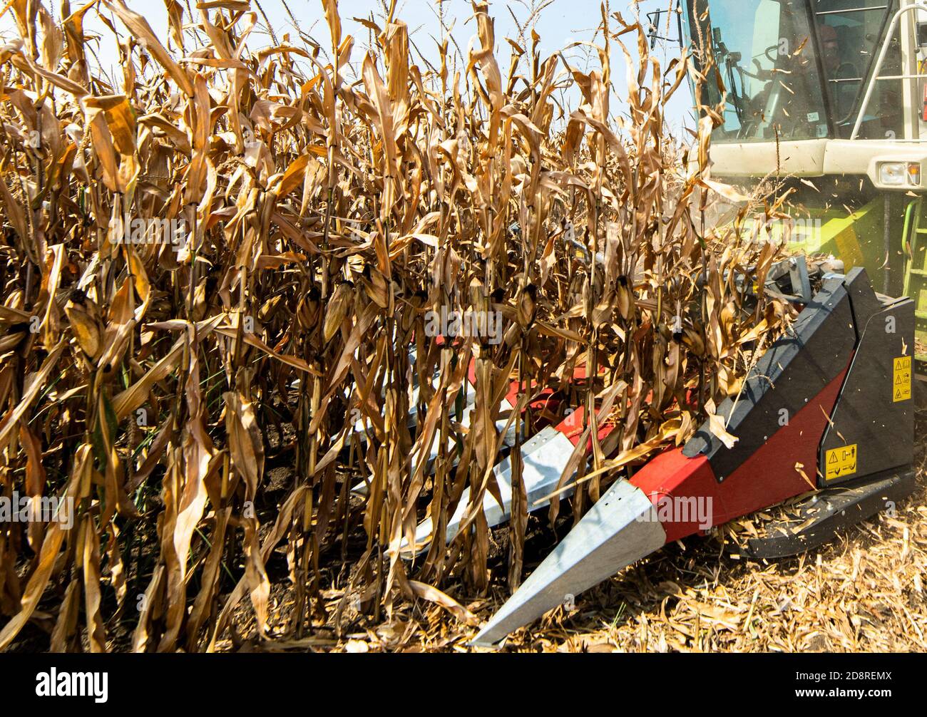 Combine Operator Harvesting Corn on the Field in Sunny Day Stock Photo ...