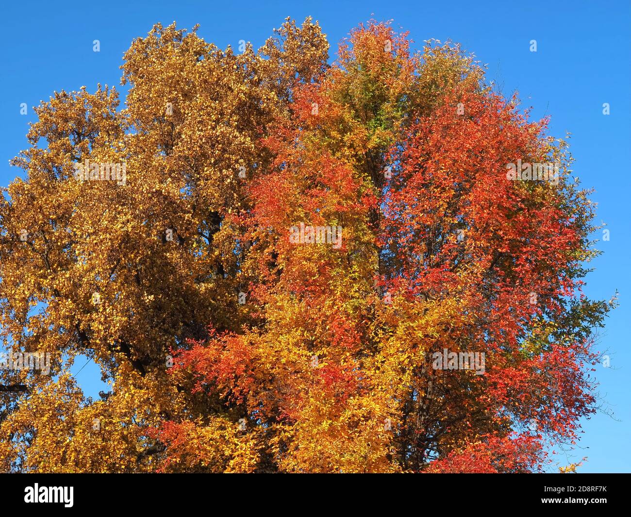 Colors of autumn fall - black Tupelo tree, Nyssa sylvatica, in front of ...