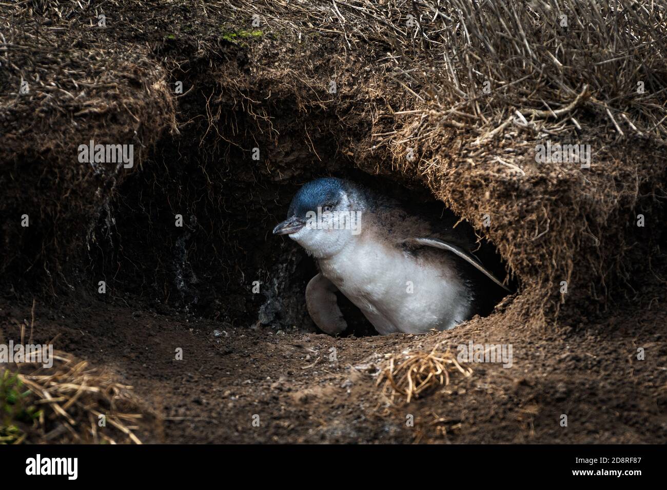 Little Penguin at its nesting burrow Stock Photo - Alamy