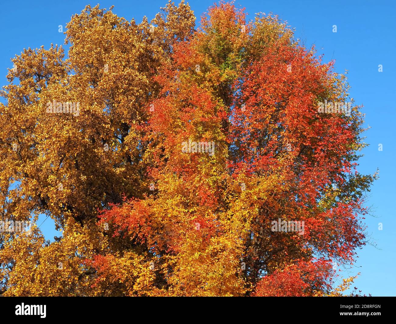 Colors of autumn fall - black Tupelo tree, Nyssa sylvatica, in front of ...