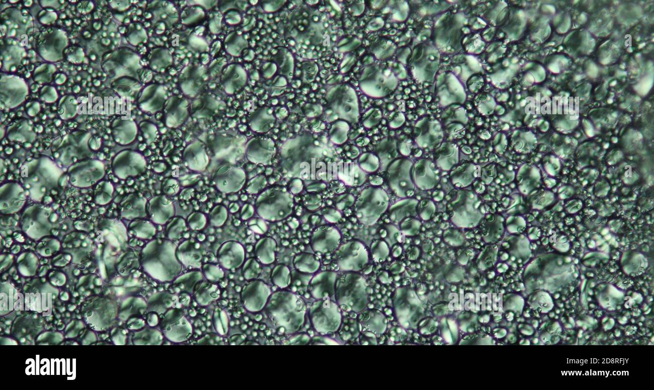 Flour with starch grains at high magnification under the microscope ...