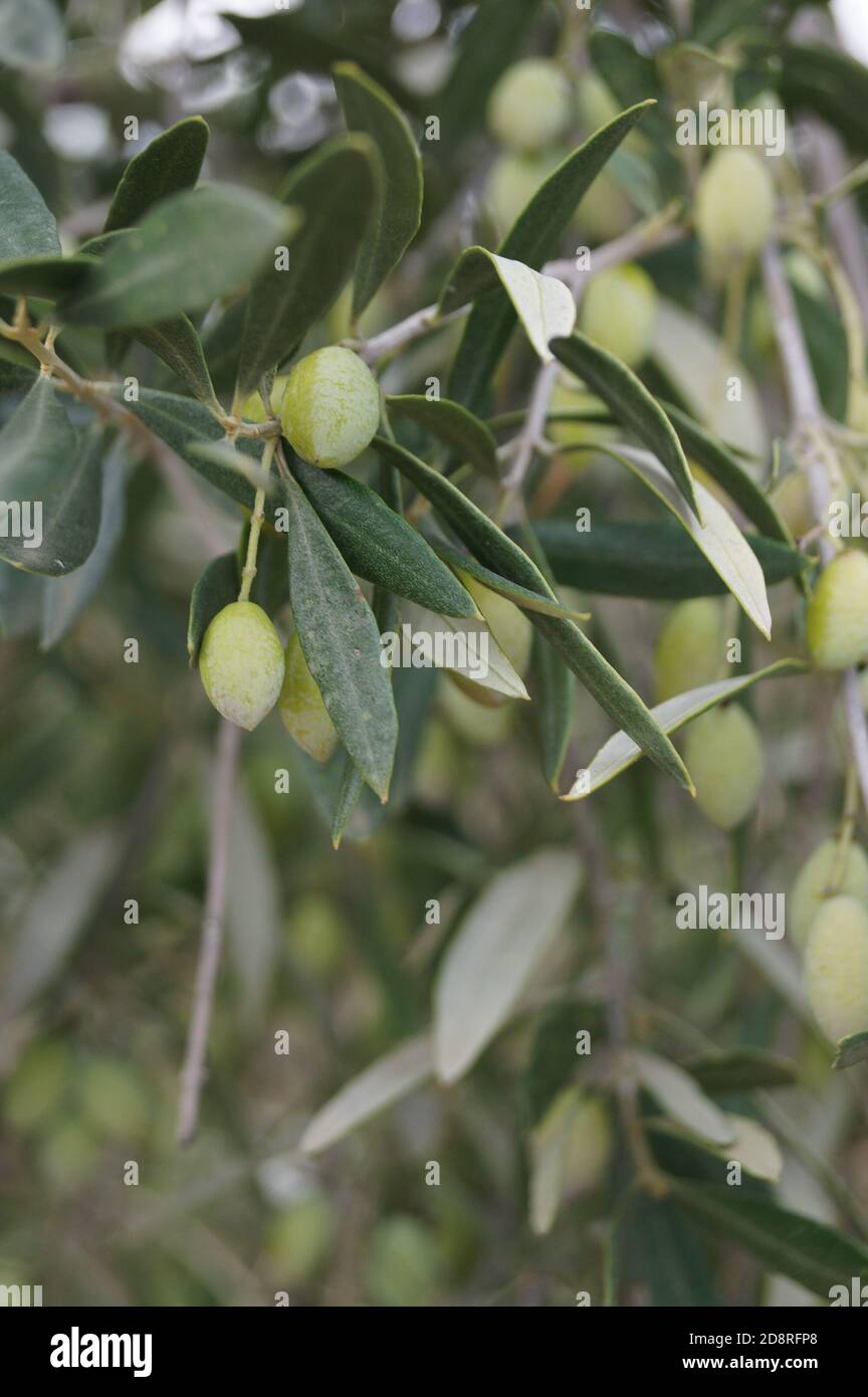 Close up of green olive fruits on an olive tree in the island of Crete ...