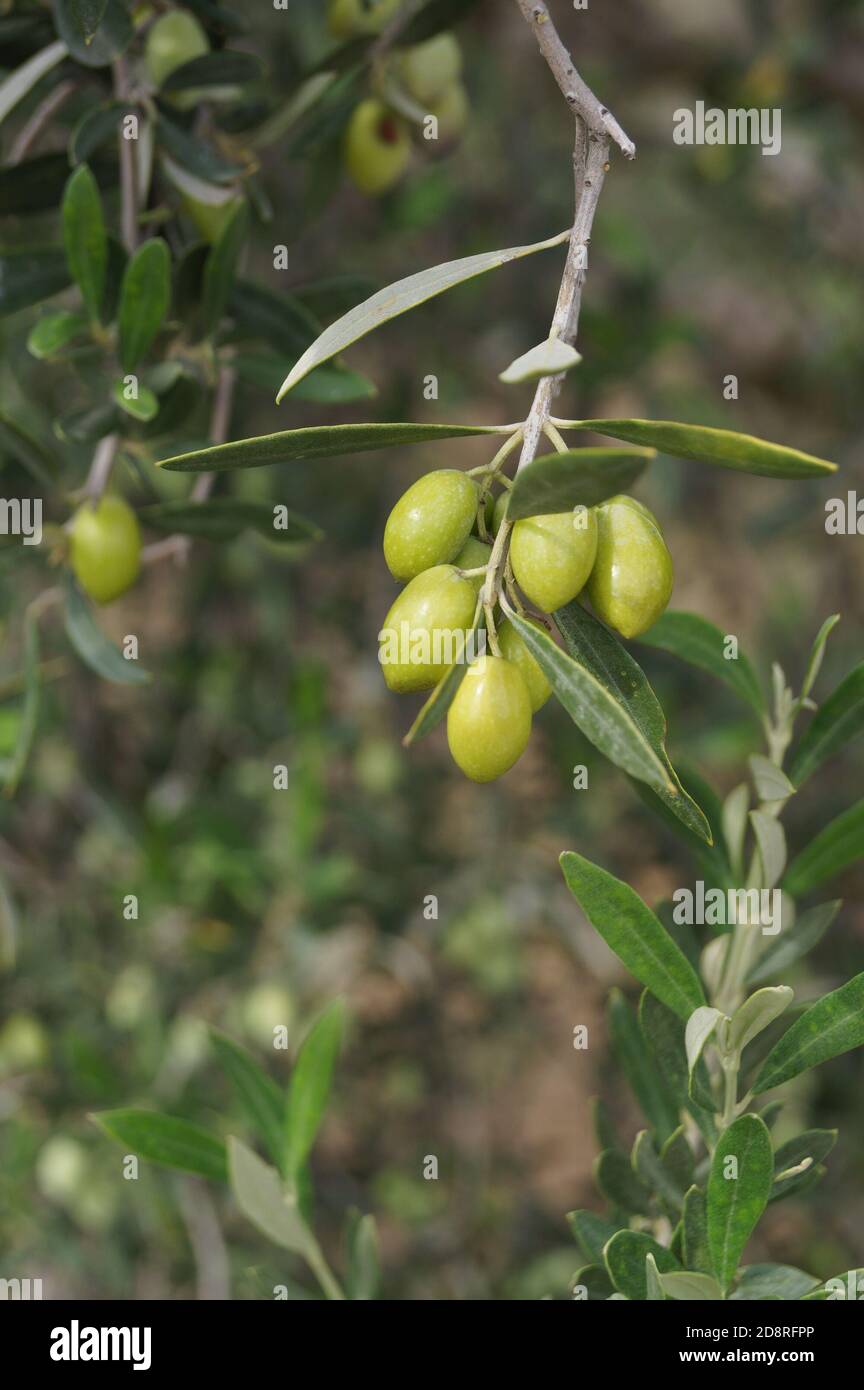 A bunch of green olive fruits on an olive tree in the island of Crete ...