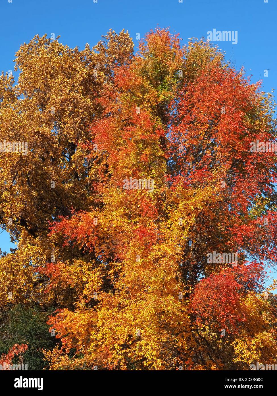 Colors of autumn fall - black Tupelo tree, Nyssa sylvatica, in front of ...