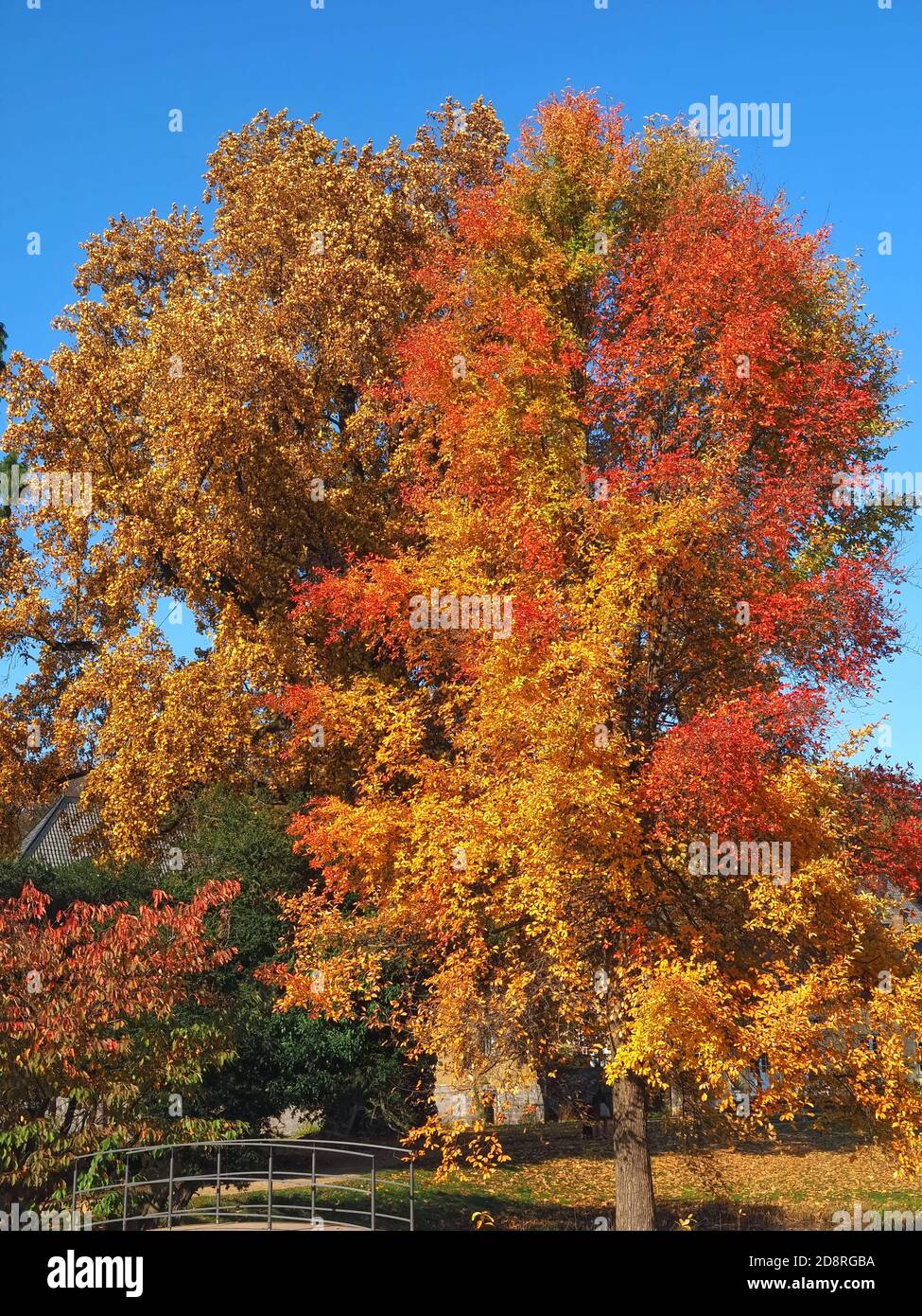 Colors of autumn fall - black Tupelo tree, Nyssa sylvatica, in front of ...