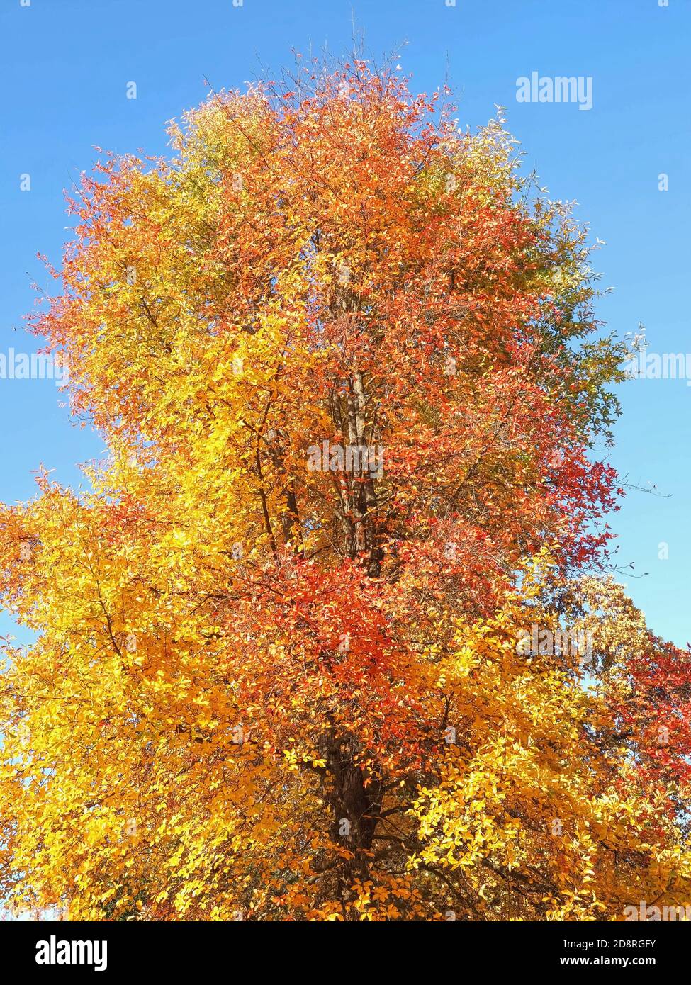 Colors of autumn fall - black Tupelo tree, Nyssa sylvatica, in front of ...