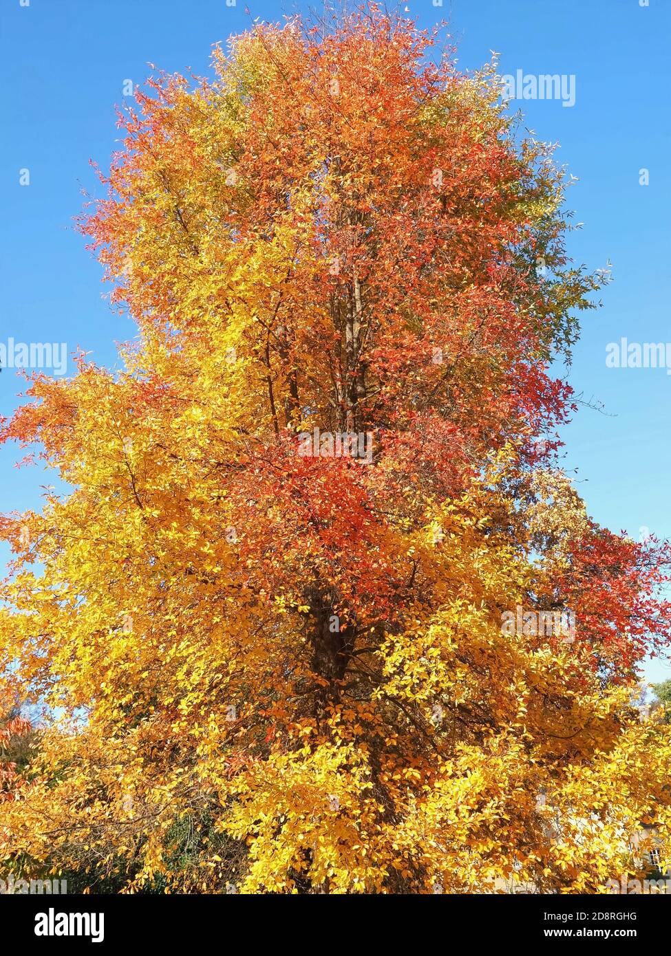 Colors of autumn fall - black Tupelo tree, Nyssa sylvatica, in front of ...