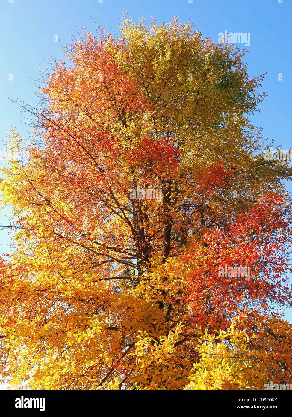 Colors of autumn fall - black Tupelo tree, Nyssa sylvatica, in front of ...