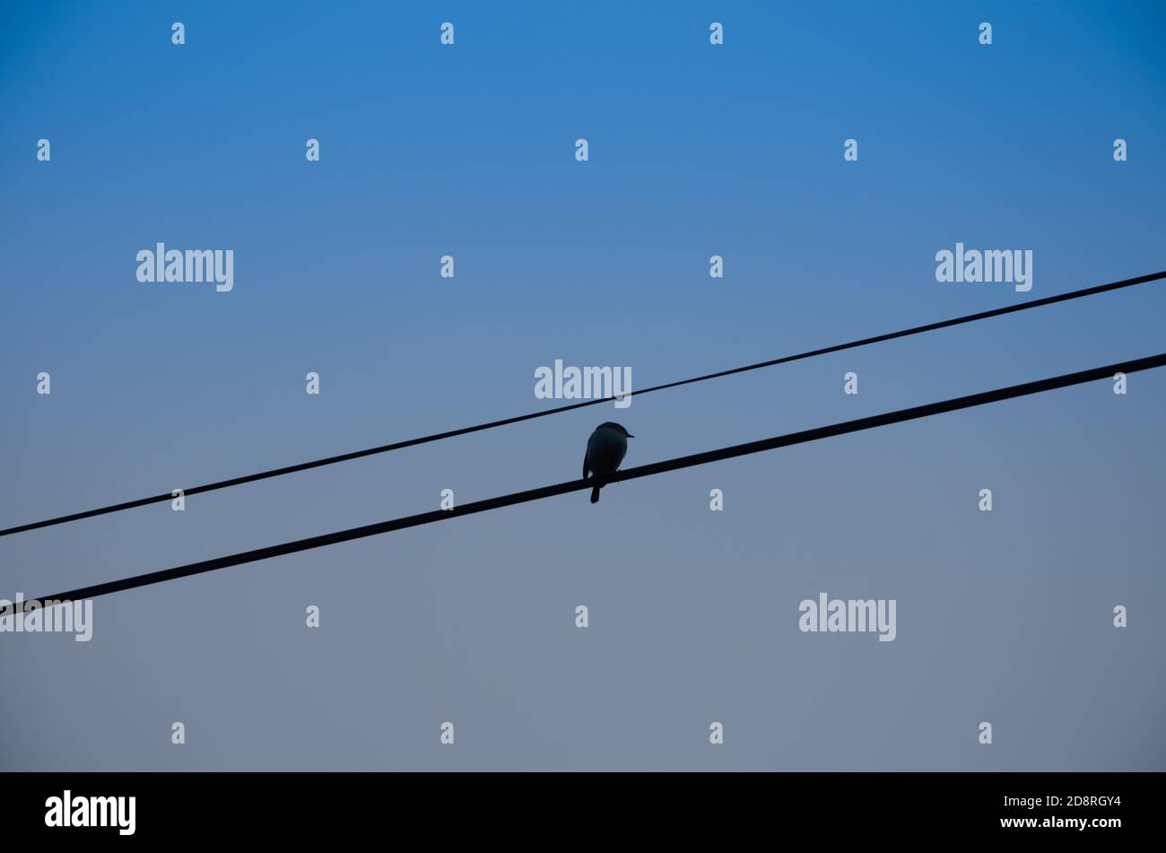 Little bird on a electrical cable Stock Photo - Alamy