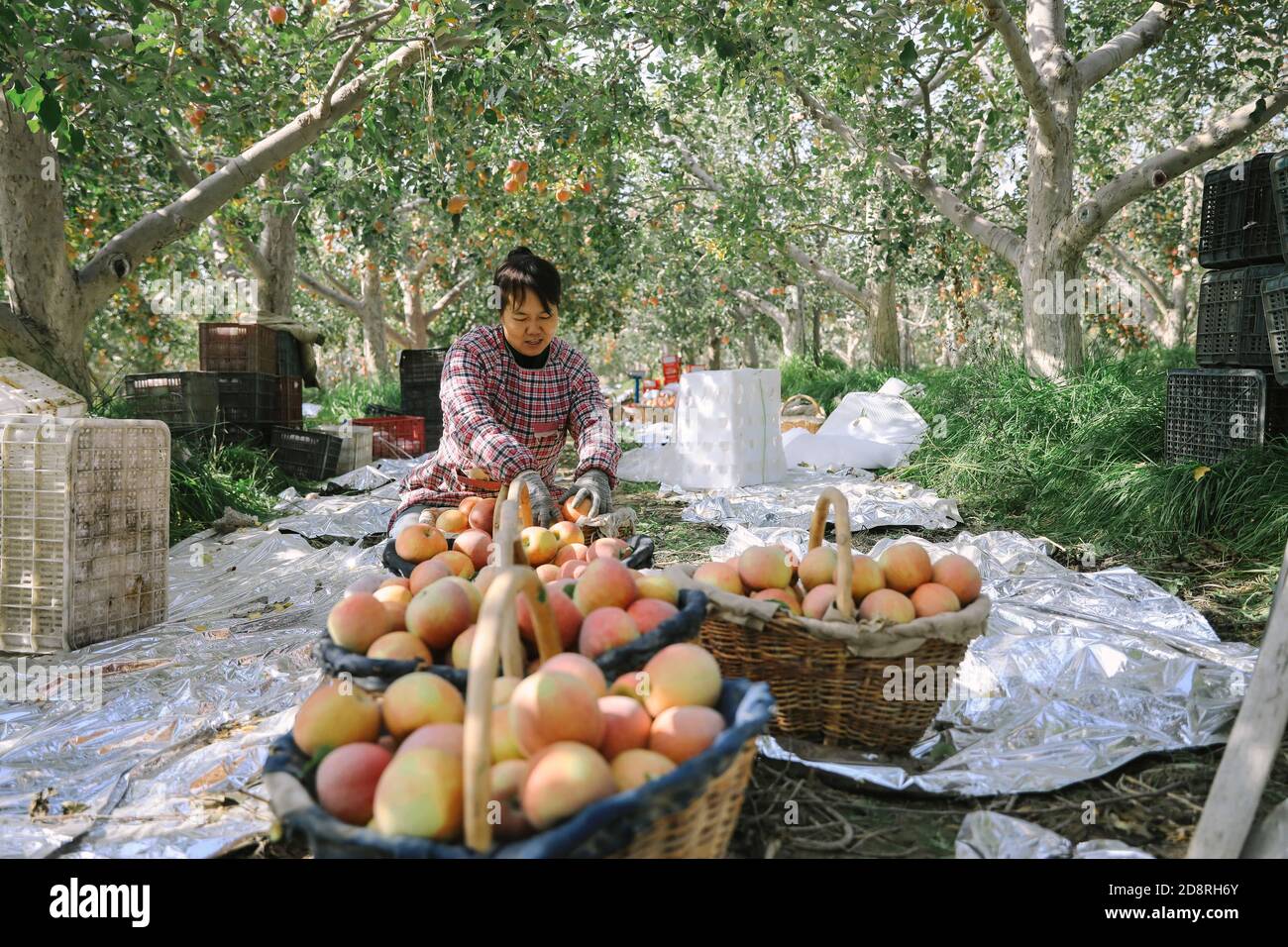 Aksu. 31st Oct, 2020. A farmer sorts apples at a garden in Aksu of ...
