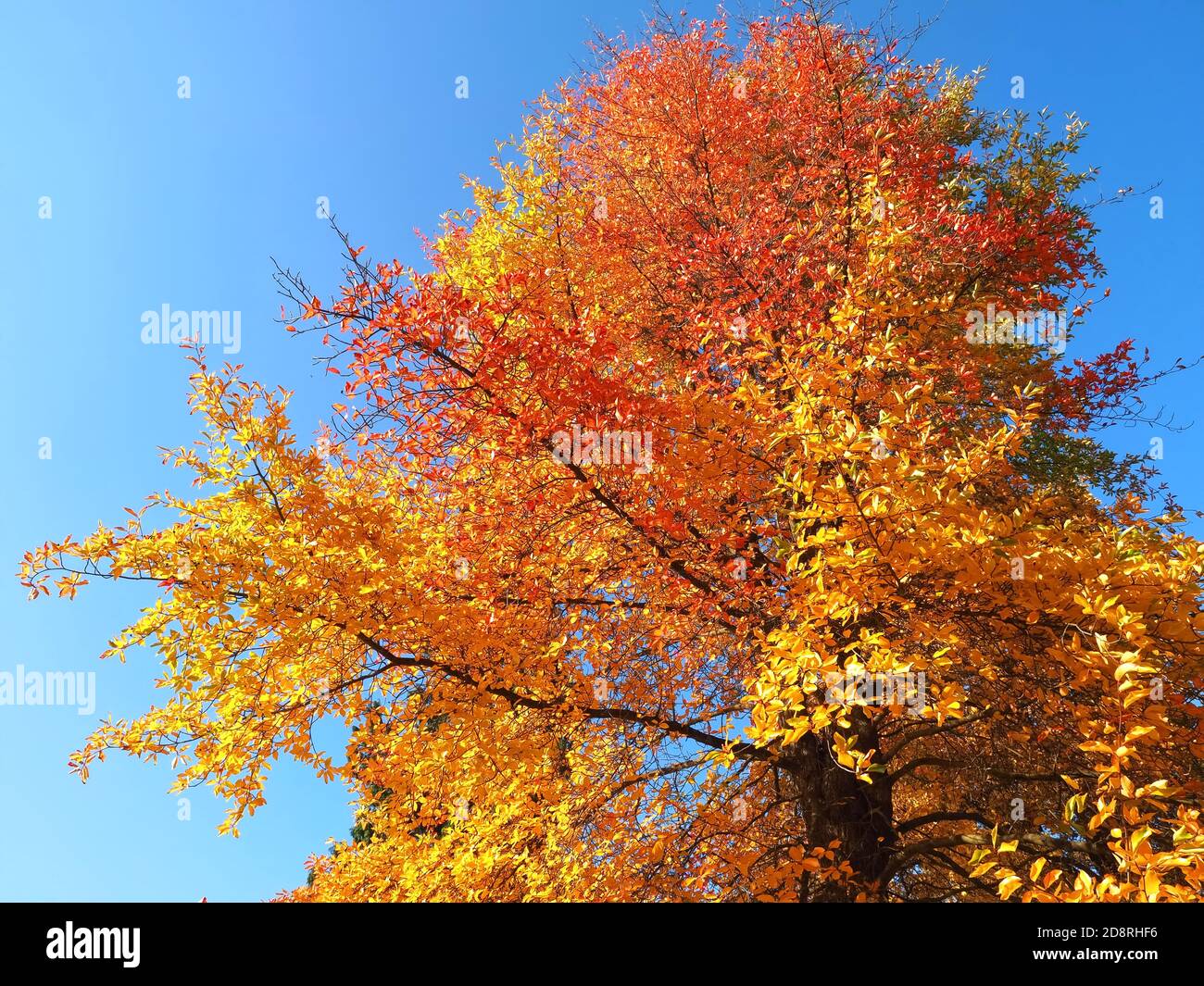 Colors of autumn fall - black Tupelo tree, Nyssa sylvatica, in front of ...