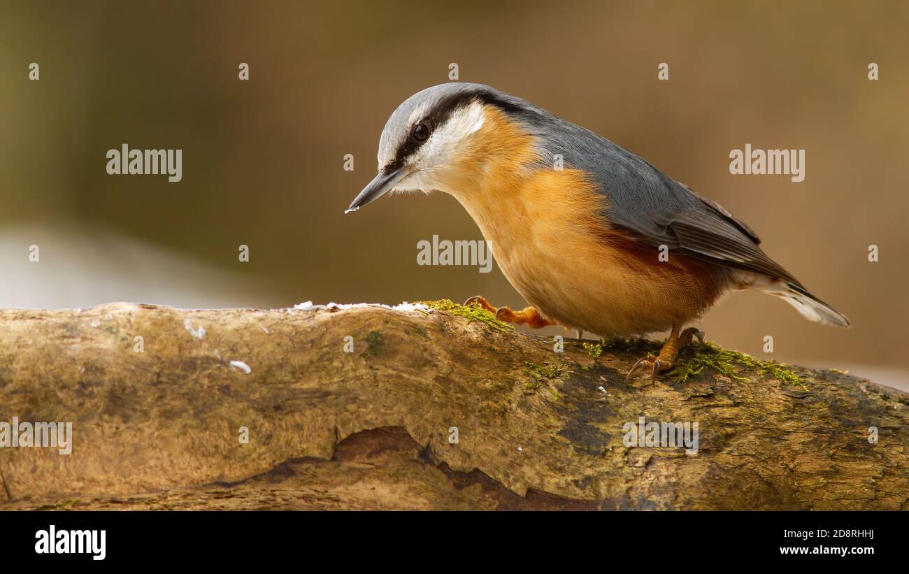 Nuthatch black background hi-res stock photography and images - Alamy