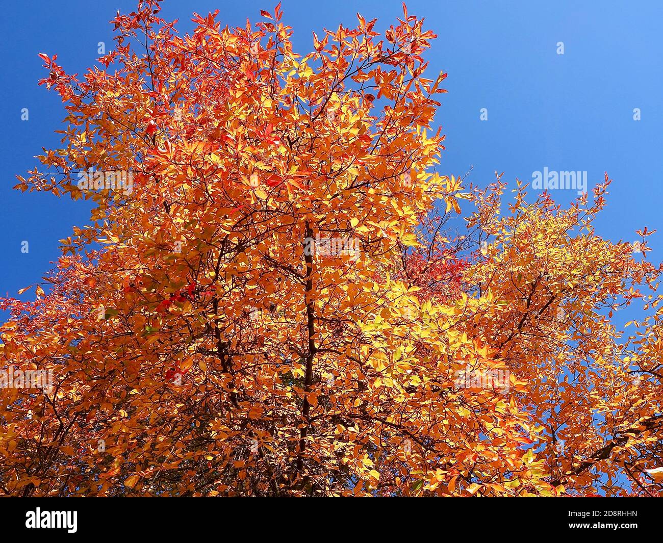 Colors of autumn fall - black Tupelo tree, Nyssa sylvatica, in front of ...