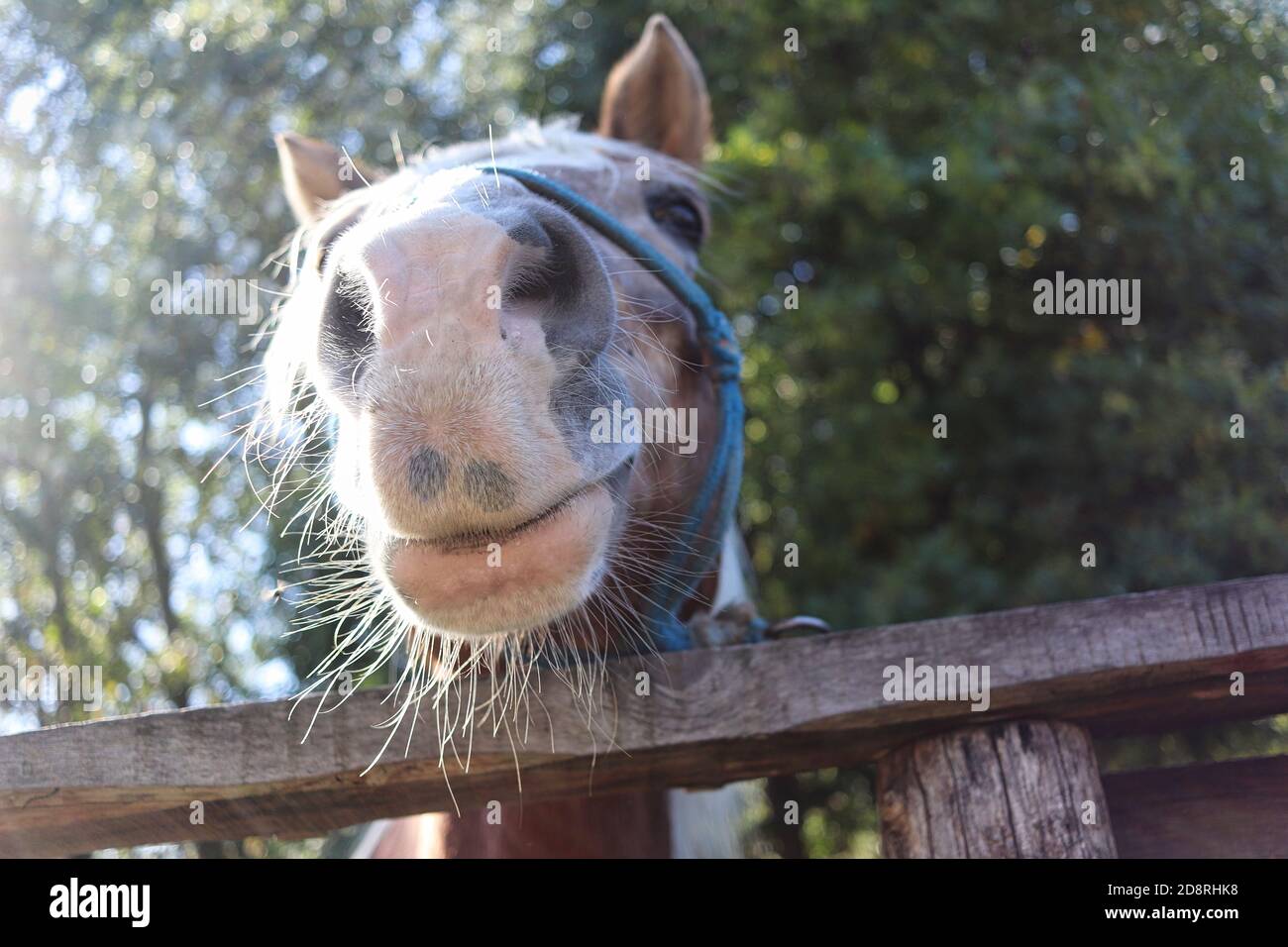 Horse up close Stock Photo - Alamy