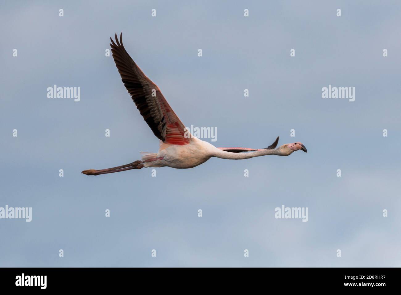 Flamingo flying hi-res stock photography and images - Alamy